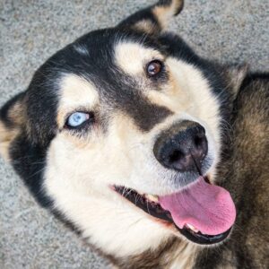 Animals of the Ukiah Shelter